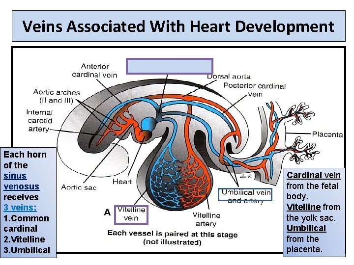 HEART DEVELOPMENT By Prof Saeed Abuel Makarem Objectives