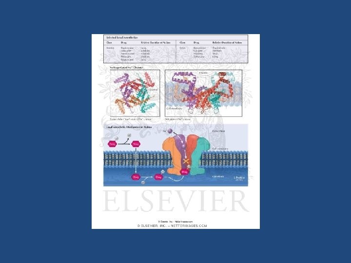 Anestsicos Locales Carmen Ma Snchez UCIMED Octubre 2012