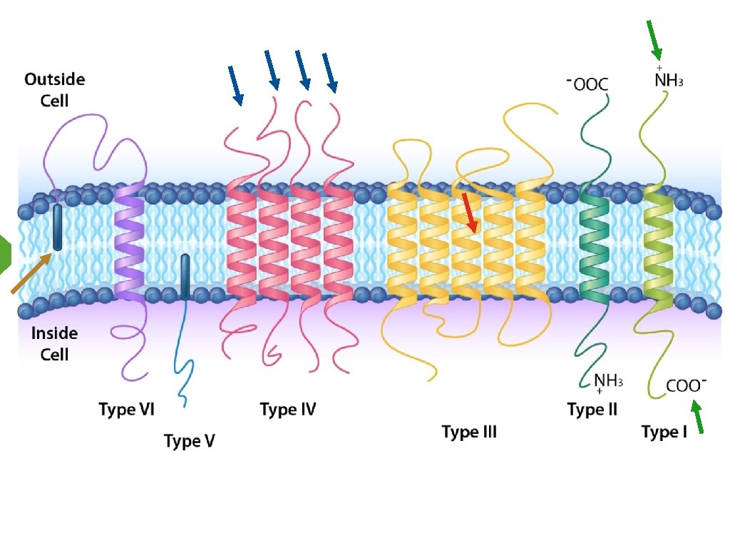 Membrane Transport Biochemistry Free For All Chemical and