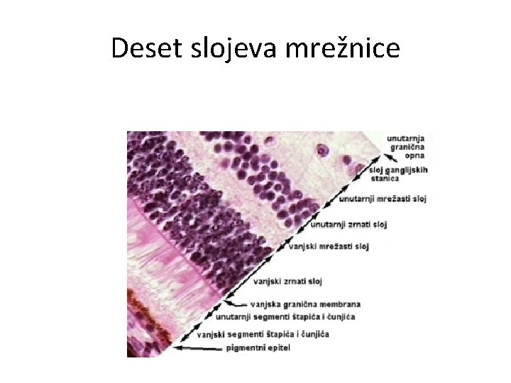 Osjetila Percepcija informacija iz okoline Osjetila su jedino