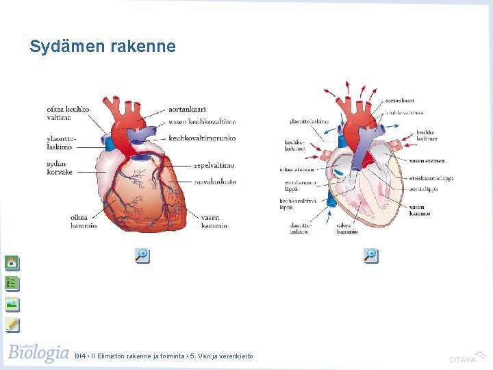 Solun toiminta II Elimistn rakenne ja toiminta BI