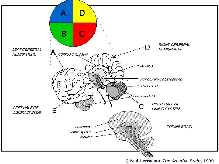 Thinking Styles Herrmanns Creative Brain Playing the Diversity