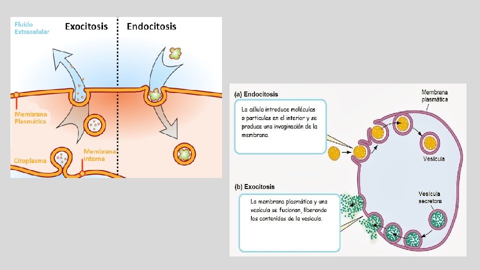 NICOLE CABEZAS CASTILLO Profesora de Ciencias Naturales y