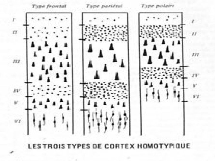 LE CORTEX CEREBRAL LE CORTEX CEREBRAL Introduction Structure