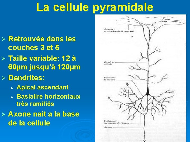 LE CORTEX CEREBRAL LE CORTEX CEREBRAL Introduction Structure
