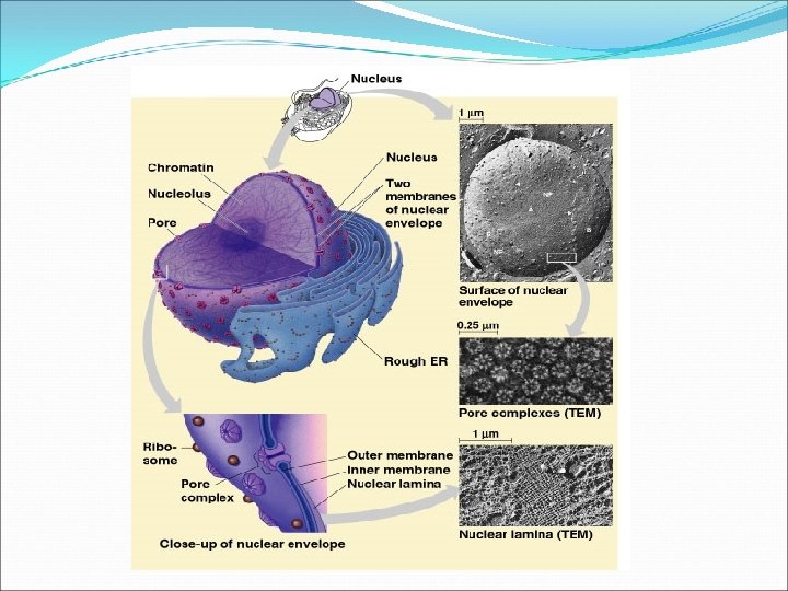 Lecture 4 The Cell organelles 1 The nucleus