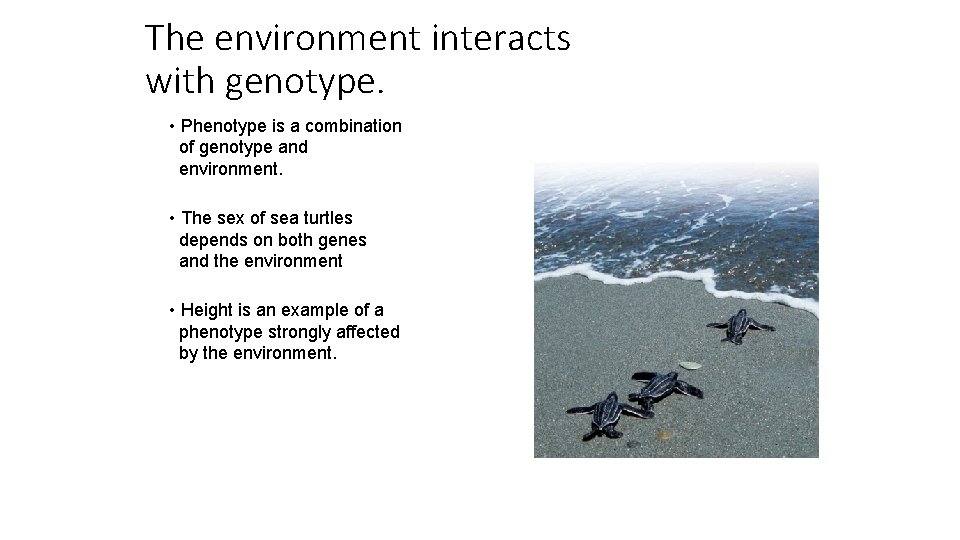 Phenotype Pedigrees Human Genetics Karyotypes 46 TOTAL 23