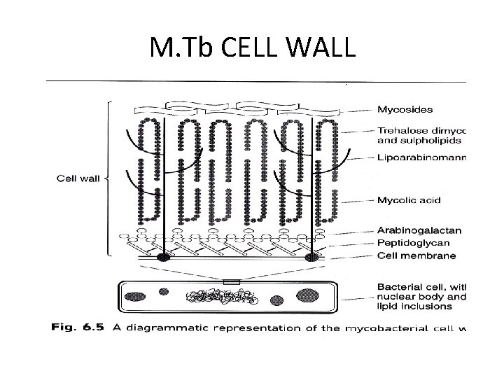 PULMONARY TUBERCULOSIS INTRODUCTION PATHOLOGYPATHOGENESIS DR P ...