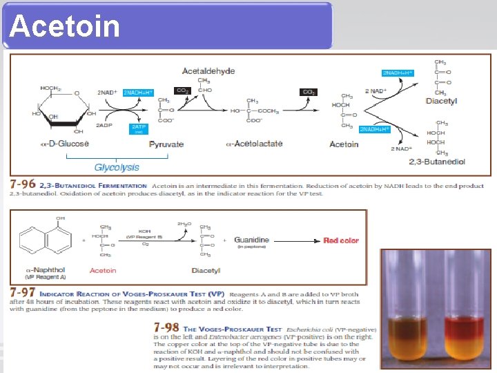 METABOLISME BAKTERI Metabolism Bioenergetics Catalysis Enzymes ...
