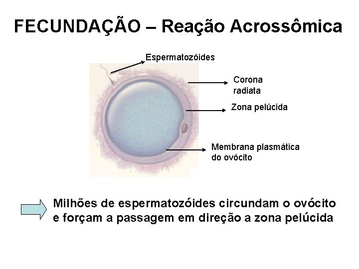 FUNDAMENTOS DE EMBRIOLOGIA Espermatozides vulo Fecundao Embriognese ...