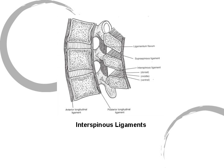 Lower Back Pain Management and Prevention Jon Rowe