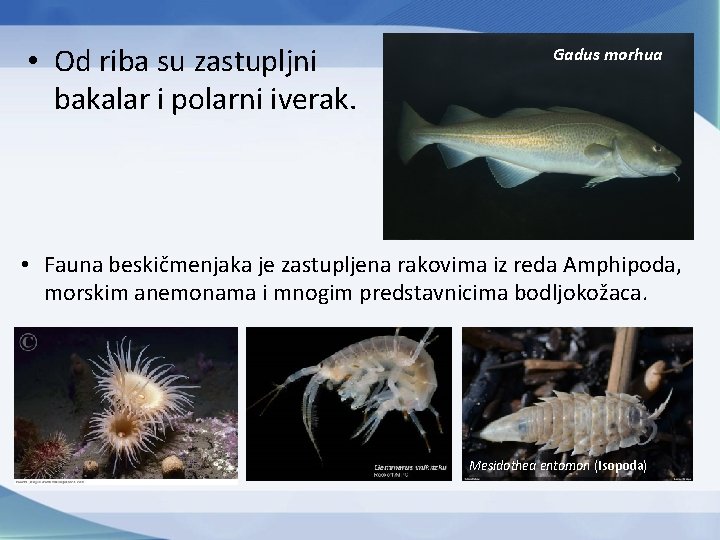 Zoogeografska podela okeana FAUNISTIKA PODELA LITORALA Podela litorala