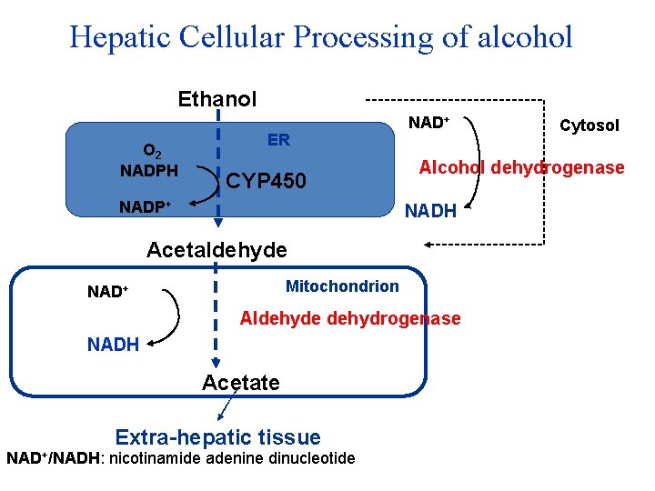 Alcohol and the brain Prof Hanan Hagar Pharmacology