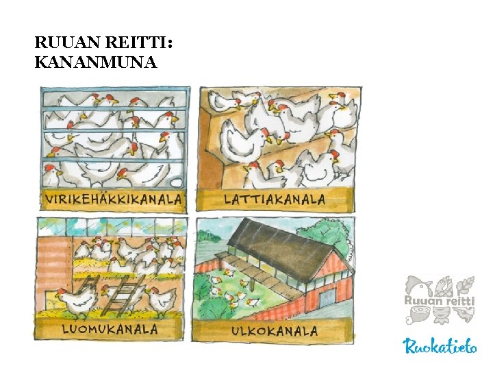 RUUAN REITTI KANANMUNA MISS JA MIKSI KANANMUNAA KYTETN