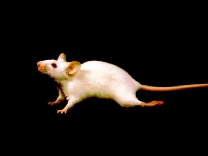Therapy of human rabies lessons from experimental studies