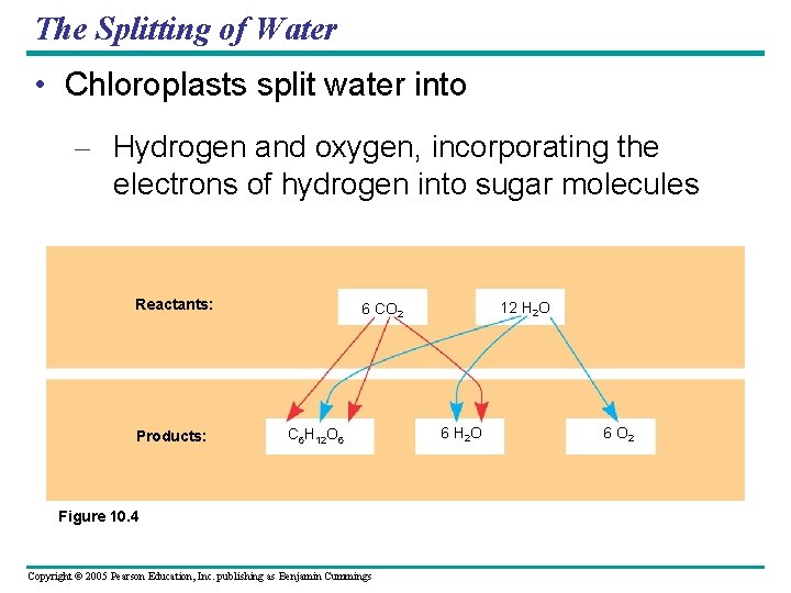 Chapter 10 Photosynthesis Power Point Lectures for Biology