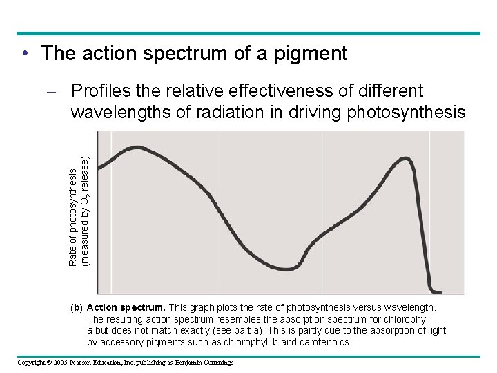 Chapter 10 Photosynthesis Power Point Lectures for Biology