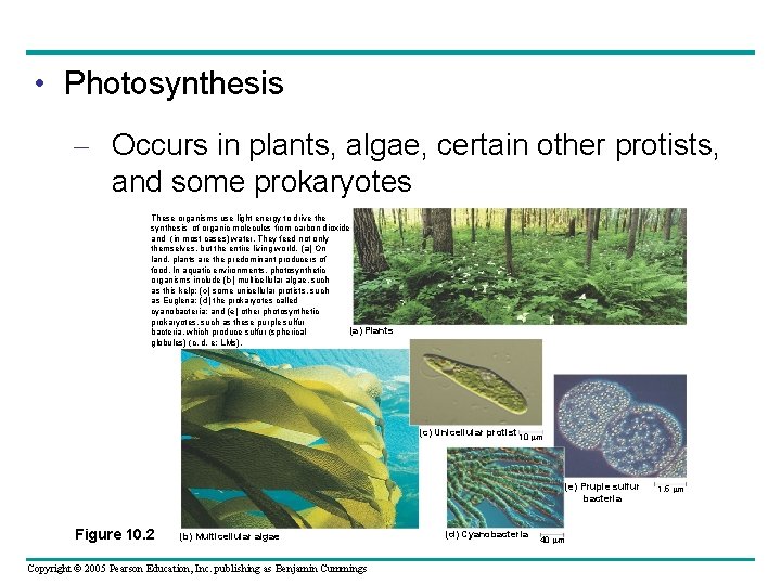 Chapter 10 Photosynthesis Power Point Lectures for Biology