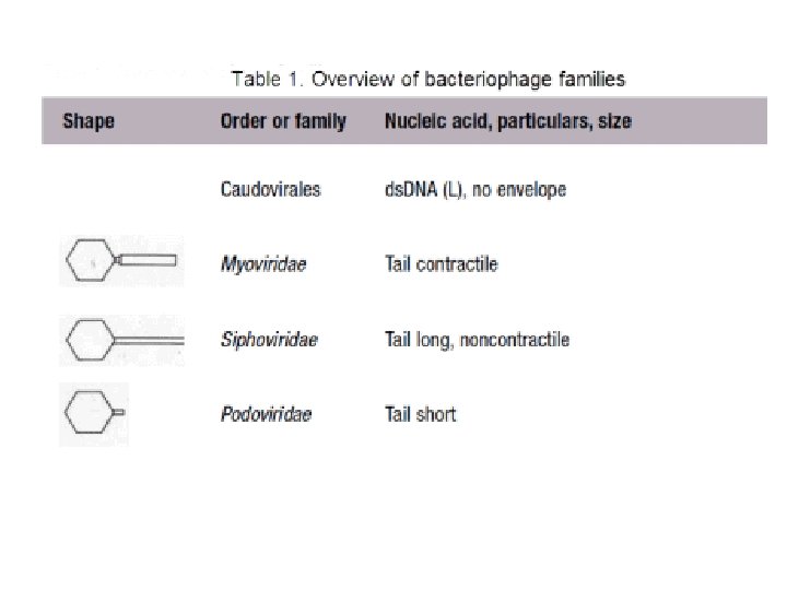 Mini phylogeny of Bacillus species It is worthwhile