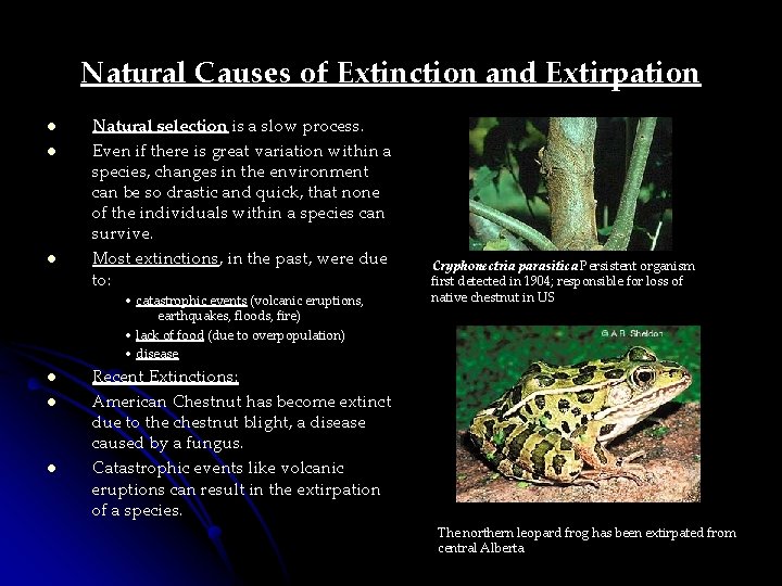 Topic 4 Presentation Human Activity Affects Biological Diversity