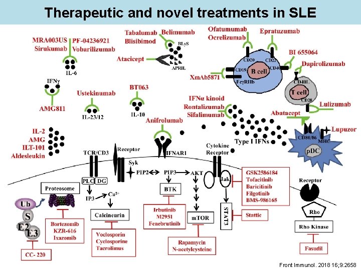 Systemic lupus erythematosus desperate search for a therapy
