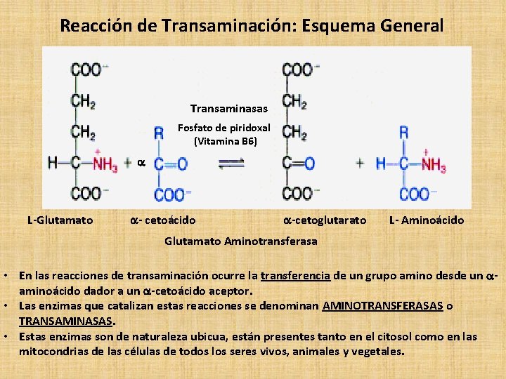 Bolilla 8 PROTEINAS Y AMINOACIDOS 1 Digestin de