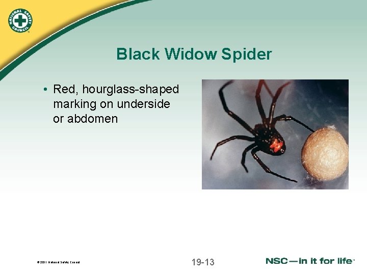 LESSON 19 BITES AND STINGS 2011 National Safety