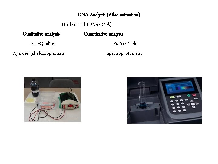 SPECTROPHOTOMETRY QUANTIFICATION OF NUCLEIC ACIDS Pauline Asami Bec