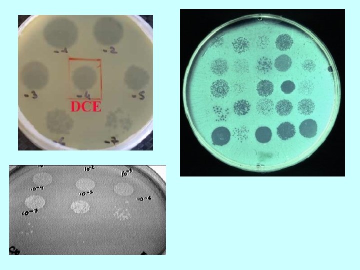 TP PRODUCTION ET TITRATION DE PHAGE BACTERIOPHAGE P