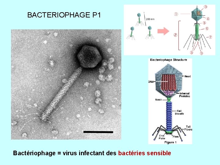 TP PRODUCTION ET TITRATION DE PHAGE BACTERIOPHAGE P