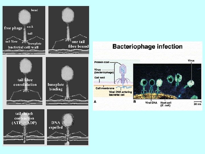 TP PRODUCTION ET TITRATION DE PHAGE BACTERIOPHAGE P
