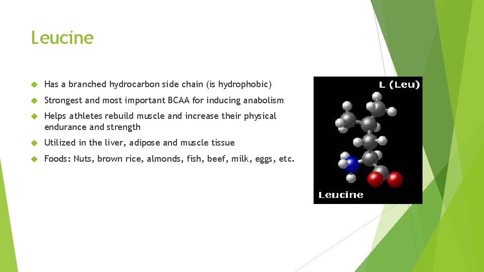 Branch Chain Amino Acids By Timmy Phomsouvanh Introduction