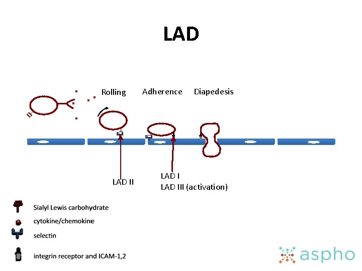 Disorders of Leukocytes Header Carl Allen MD Ph