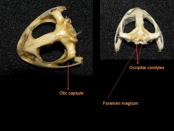 Skeletal system Lower jaw The vertebrae Pelvic Girdle