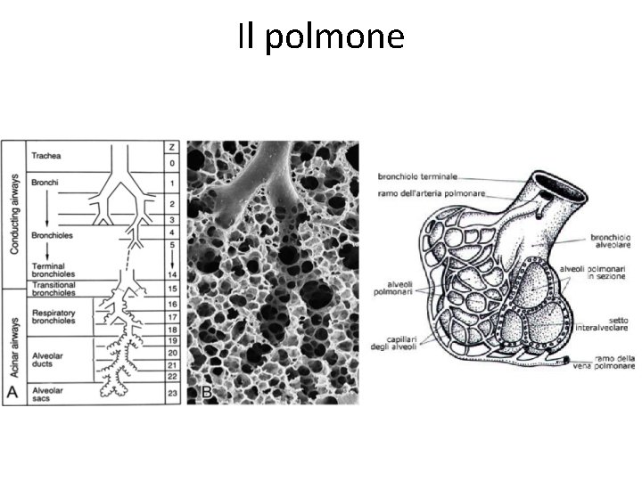 BASI DI FISIOPATOLOGIA RESPIRATORIA Chiara Torregiani SC Pneumologia
