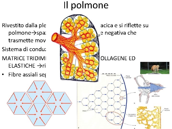 BASI DI FISIOPATOLOGIA RESPIRATORIA Chiara Torregiani SC Pneumologia