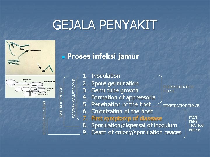 GEJALA PENYAKIT n Proses infeksi jamur INOCULATION PERIODE
