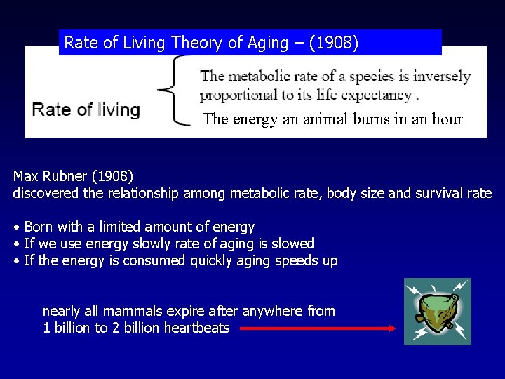 Biological Theories of Aging Many Theories Non Genetic
