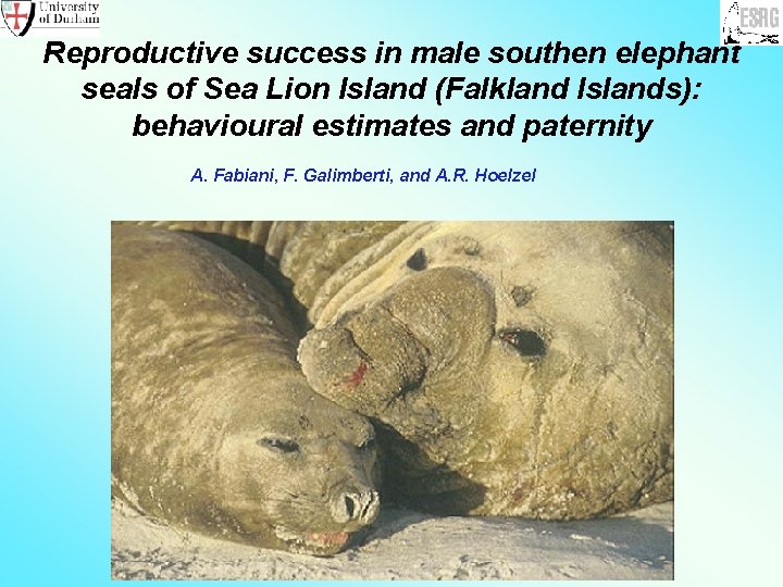 Reproductive success in male southen elephant seals of