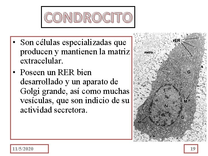15 TEJIDO CARTILAGINOSO Dr Jos Roberto Martnez Abarca