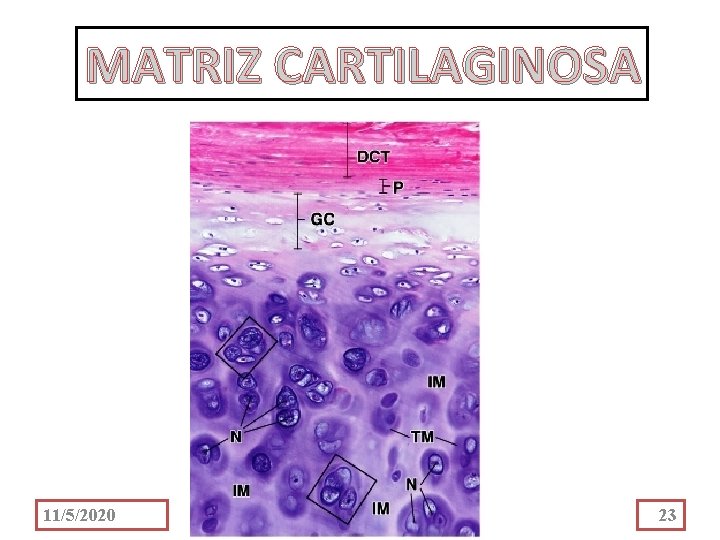15 TEJIDO CARTILAGINOSO Dr Jos Roberto Martnez Abarca