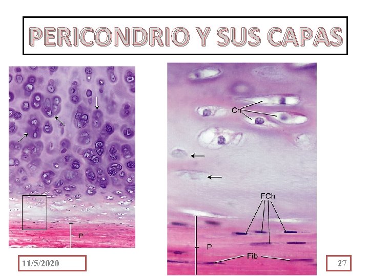 15 TEJIDO CARTILAGINOSO Dr Jos Roberto Martnez Abarca