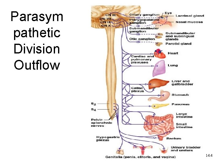 Susunan saraf autonom Anatomi fisiologi dan Neurotransmister Oleh