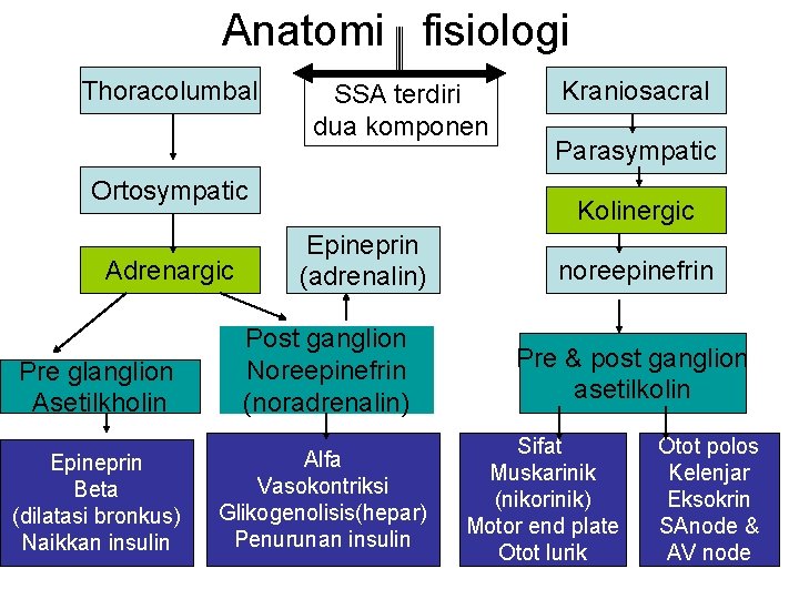 Susunan saraf autonom Anatomi fisiologi dan Neurotransmister Oleh