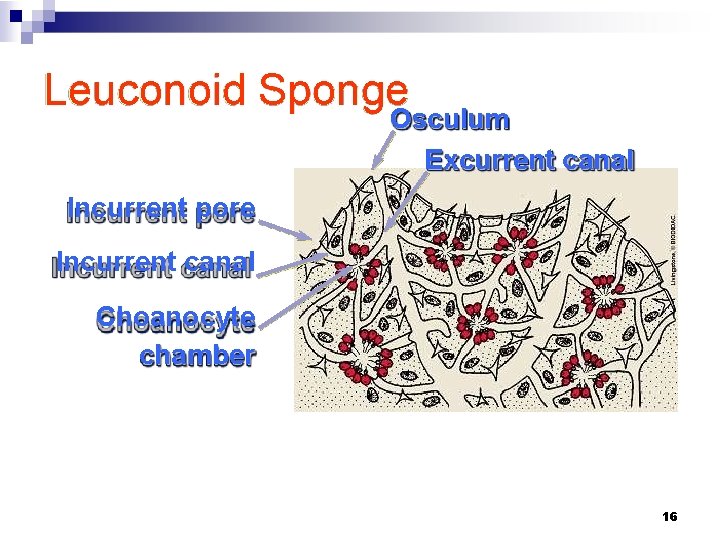 Phylum Porifera Dr Shivani Gupta PGGCG11 Chandigarh 1