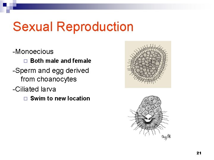 Phylum Porifera Dr Shivani Gupta PGGCG11 Chandigarh 1