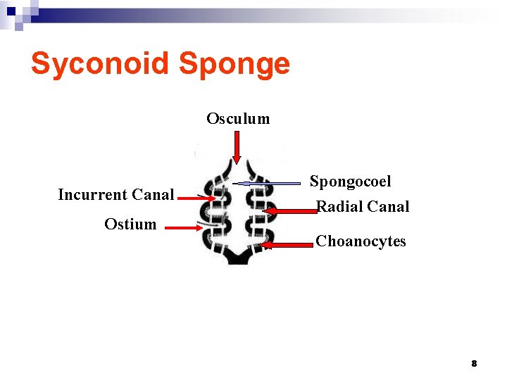 Phylum Porifera Dr Shivani Gupta PGGCG11 Chandigarh 1
