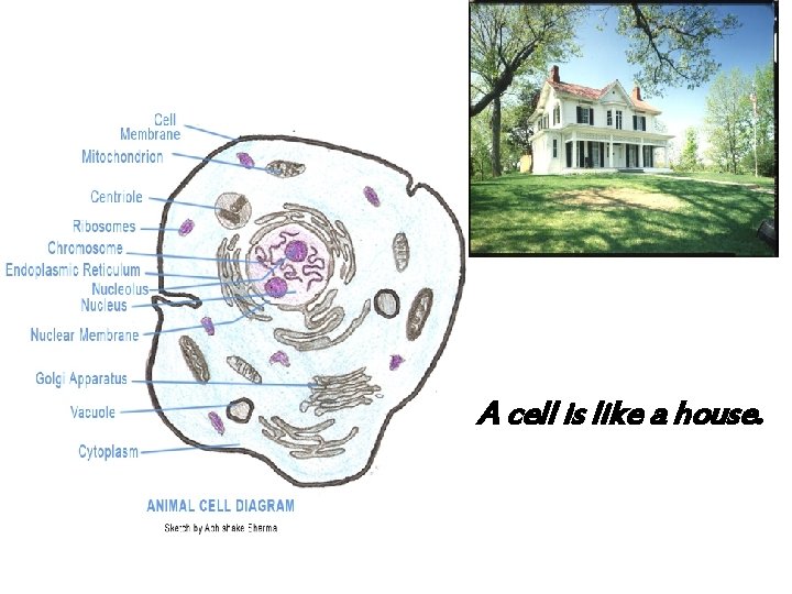 Cell organelle By Jennifer England A cell is