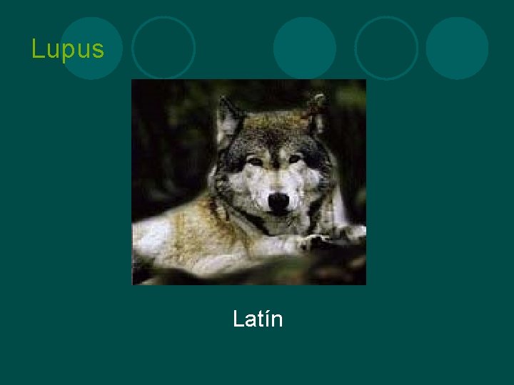 LUPUS ERITEMATOSO SISTEMICO Lupus Latn ANTECEDENTES l s