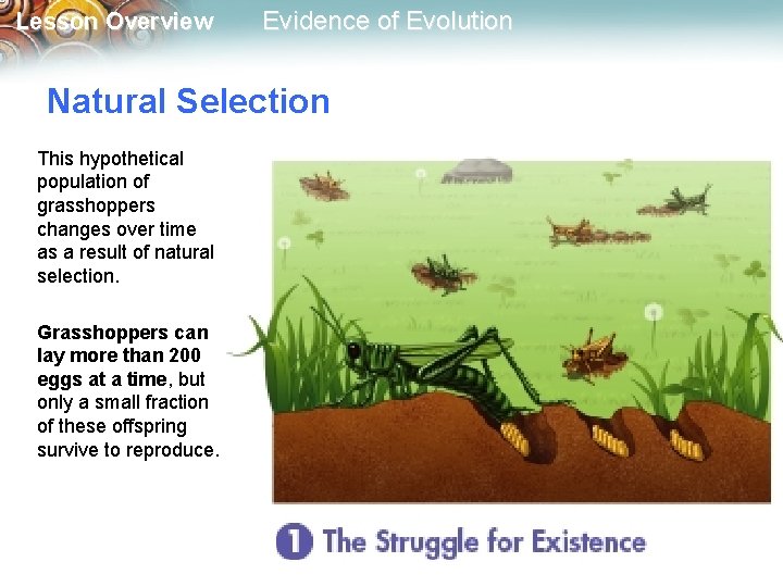 Lesson Overview Evidence of Evolution Lesson Overview 16